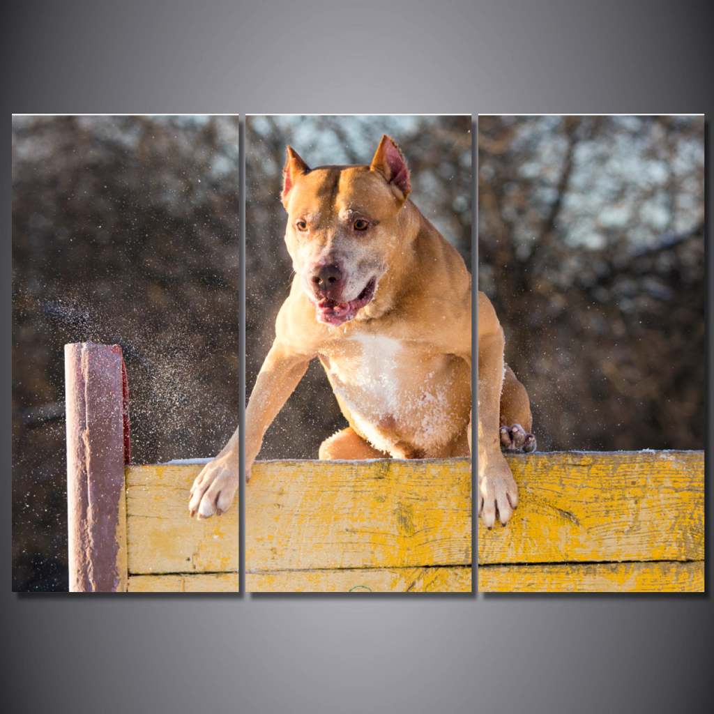 Athletic Pit Bull Wall Art – Cool Tees & Things