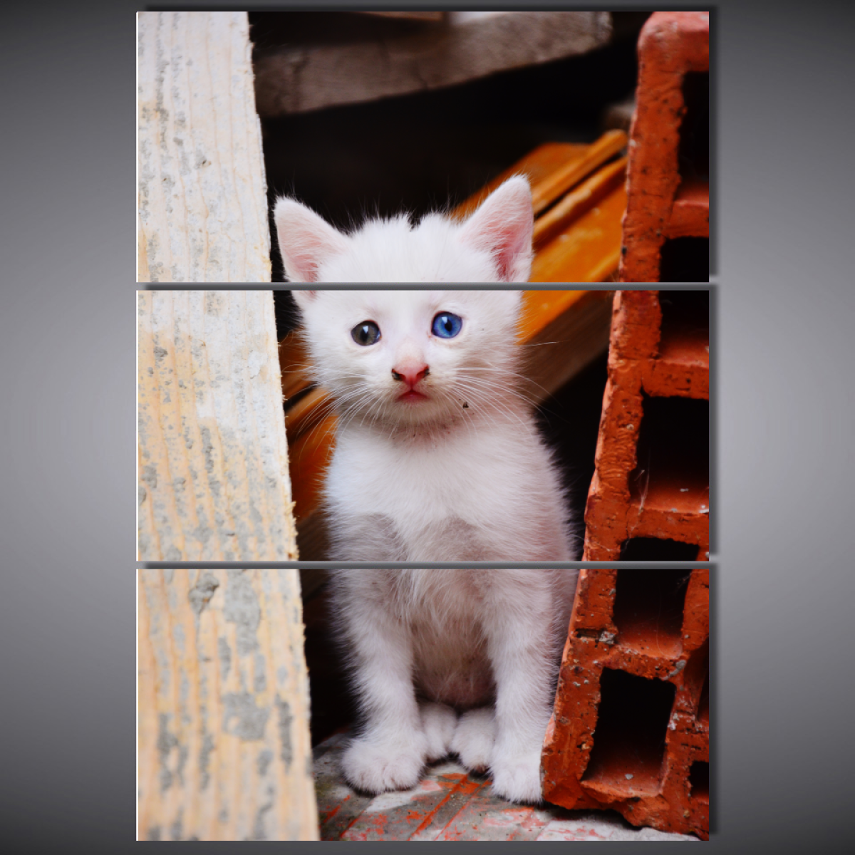 Inquisitive Kitten – Cool Tees & Things