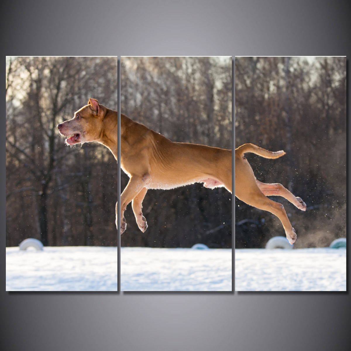 Jumping Pit Bull – Cool Tees & Things